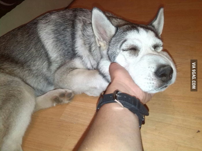 So my husky got stung by a bee - 9GAG