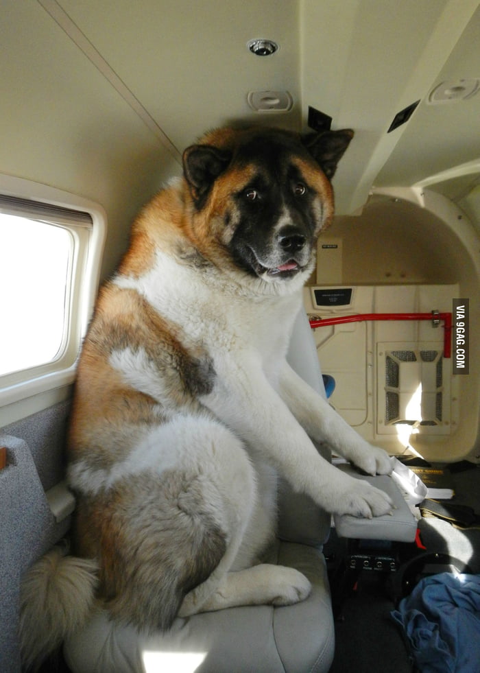 "But I'm Scared" Rockys first flight - 9GAG
