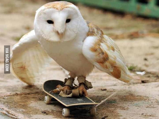 Owl is riding on the Skateboard - 9GAG