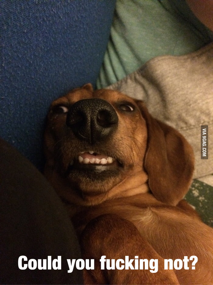 Look familiar? My dogs derp face looks like a meme... - 9GAG