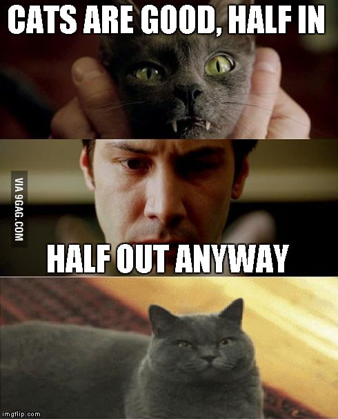 Cats are the gatekeepers of hell! - 9GAG