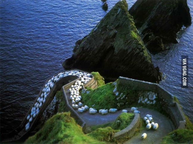 Rush hour in rural Ireland - 9GAG