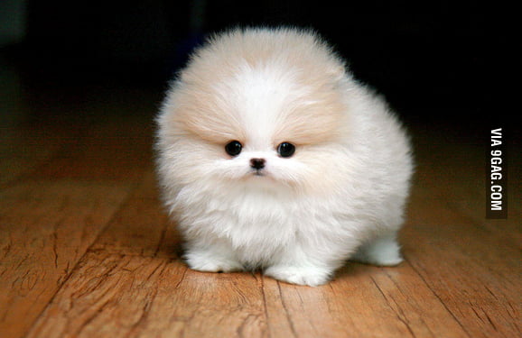 Look at this little fluffball - 9GAG