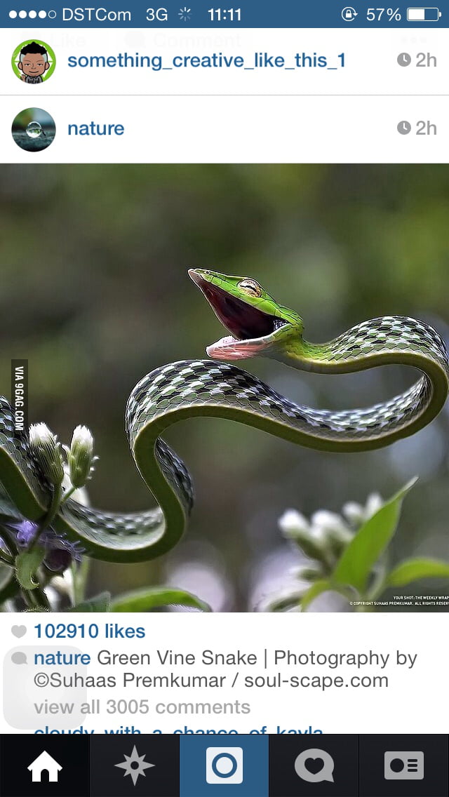 Happiest snake in the world - 9GAG