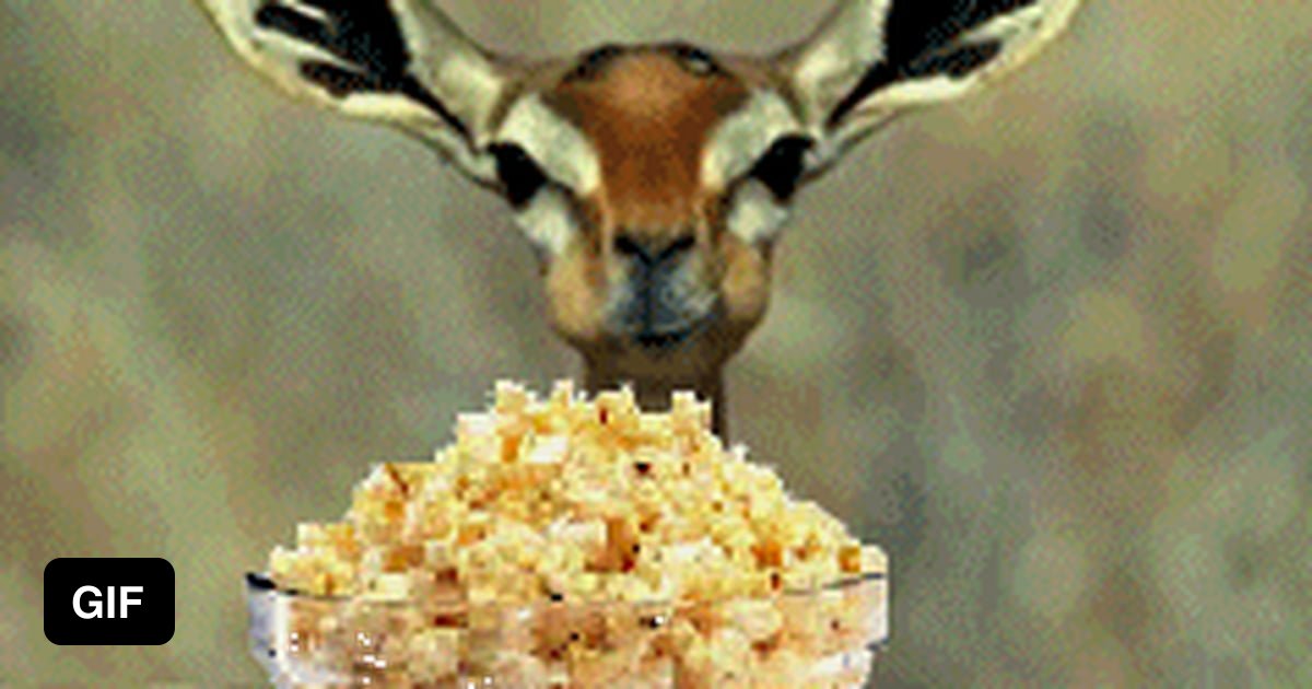 Deer eating popcorn - 9GAG