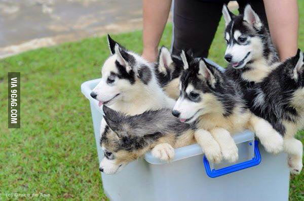 A Tub of Huskies - 9GAG