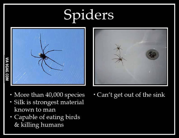 Spiders! - 9GAG