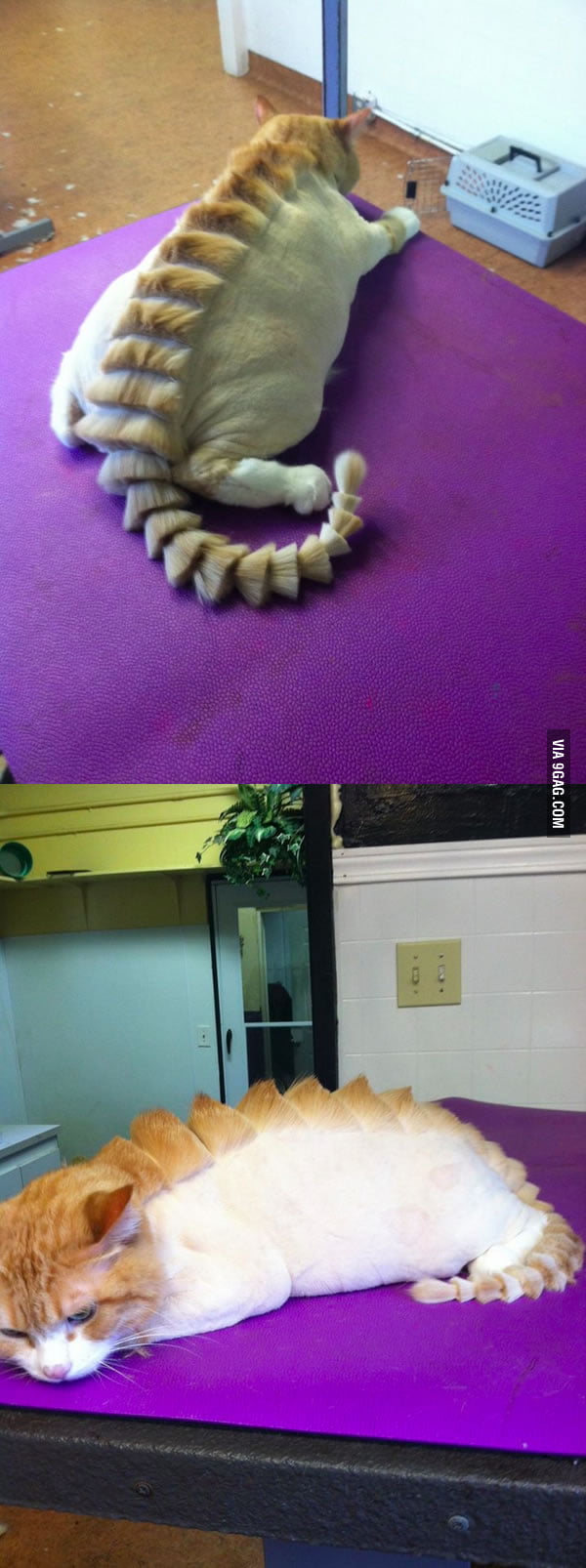 The cat undoubtedly hated it. It's wearing an expression of bitter ...