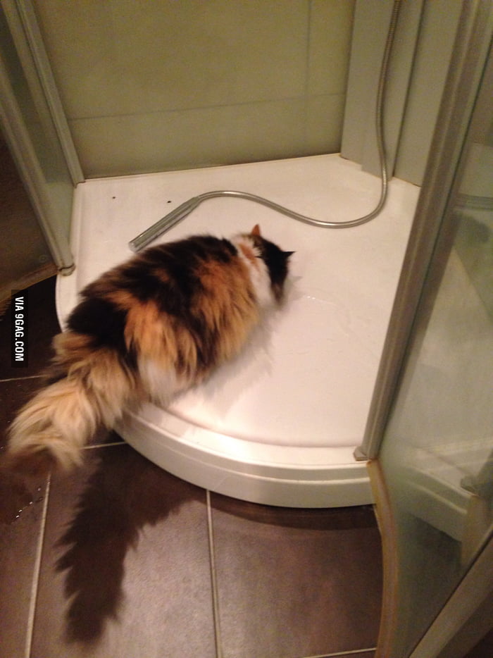 This is my cat, she only drink in my shower... Does anyone else have ...