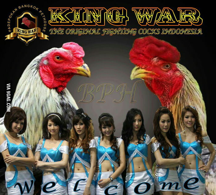 Cock war. The winner will get the chicks. - 9GAG