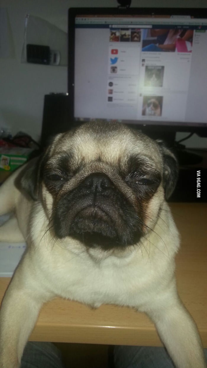 Grumpy Pug - 9GAG