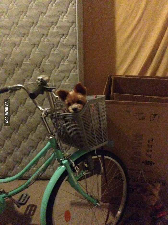 My dog Coco turned in to a bike riding bear - 9GAG
