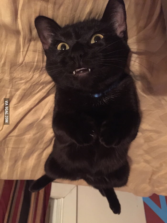 He is a smug vampire - 9GAG