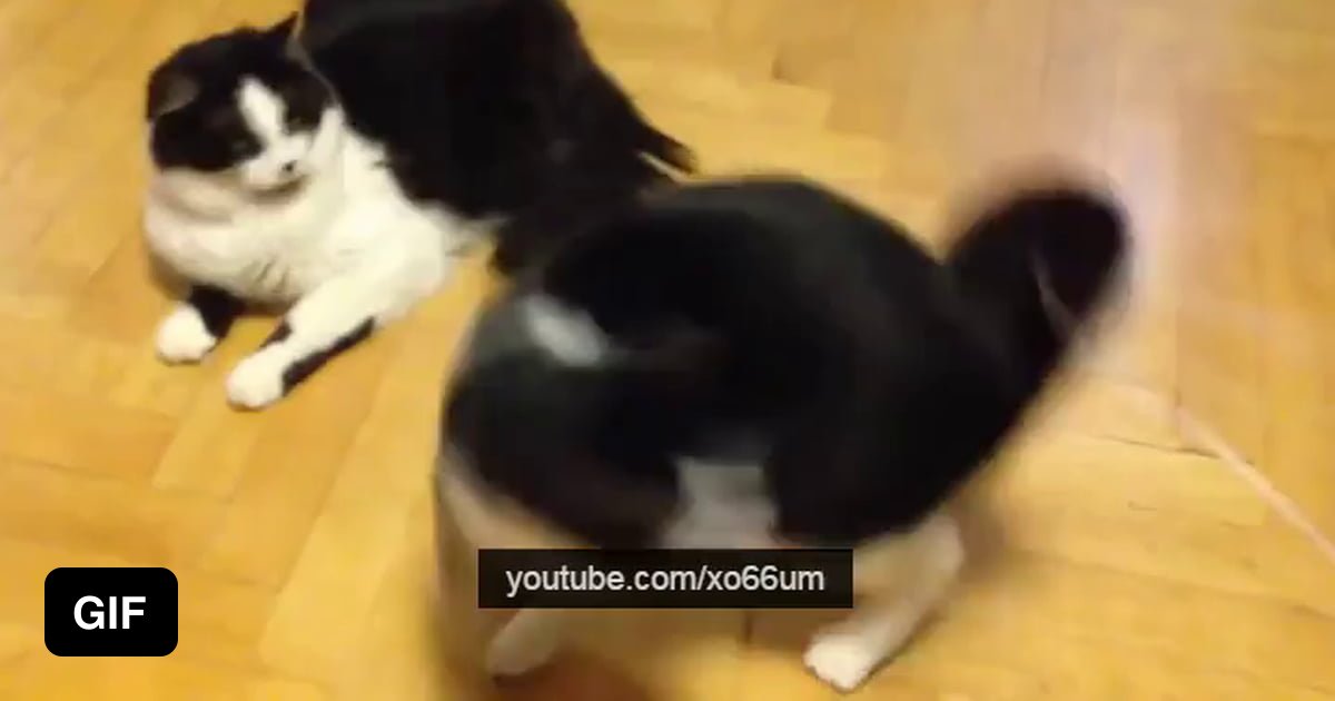 Keaton the Cat chasing a string on its tail - 9GAG