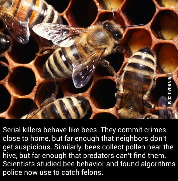 Serial killers V.S. bees. - 9GAG