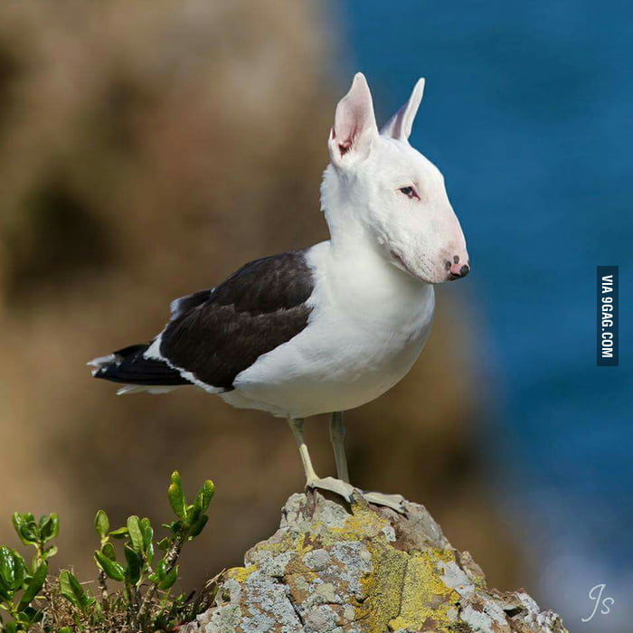 Another Crazy Animal Mashup From Photoshop Heaven. - 9GAG