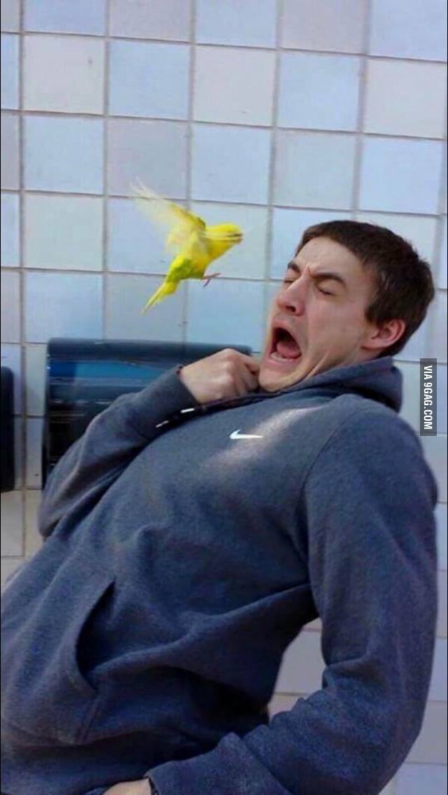As you can see, my friend is really scared of birds... - 9GAG