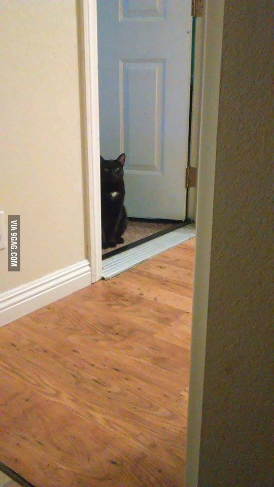 Every damn time I poop with the door open - 9GAG