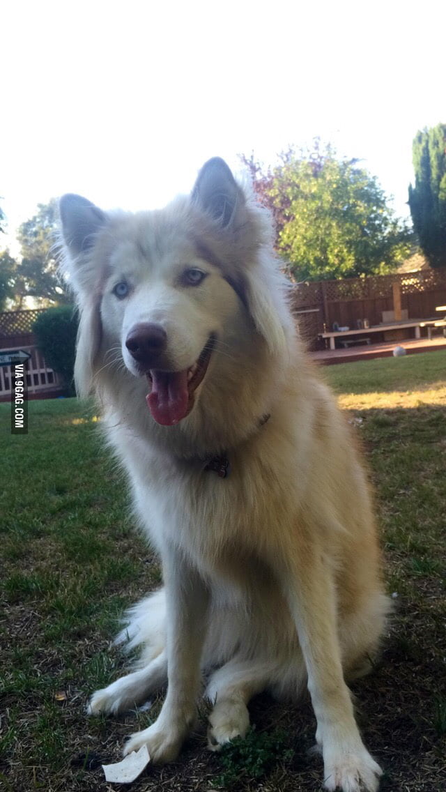 Our derpy Wolf/Husky hybrid, Layla. - 9GAG