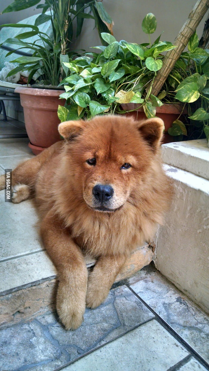 My beatiful dog 😜 - 9GAG