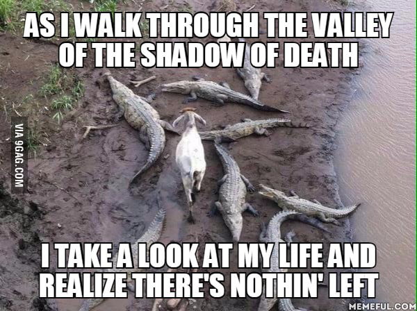 This goat chose the thug life - 9GAG