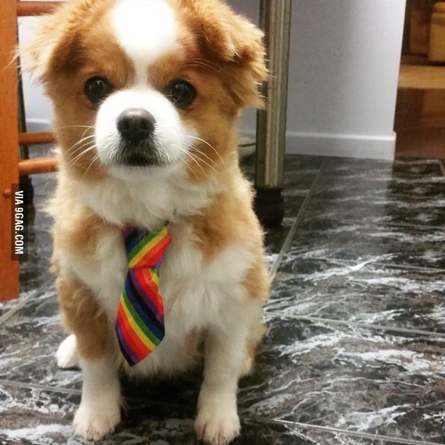 Little Wookie, Little tie. - 9GAG