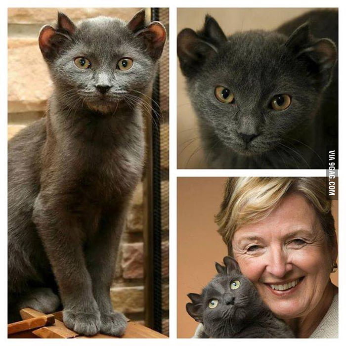 Meet Yoda, the four-eared cat - 9GAG