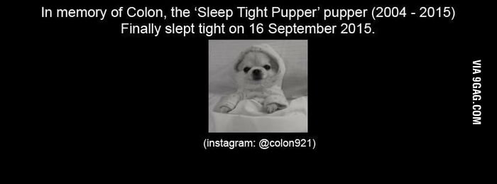 Rest tight pupper - 9GAG