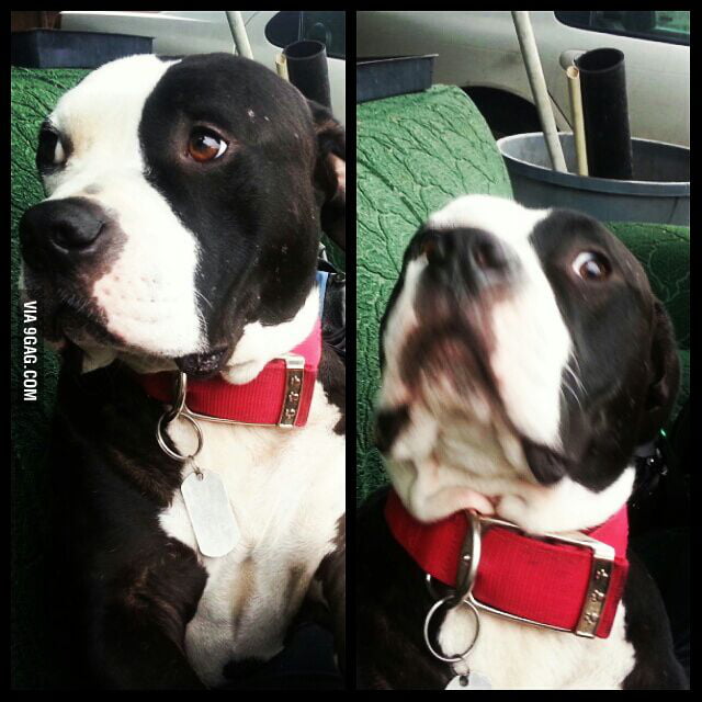 Pit bulls can doge too - 9GAG