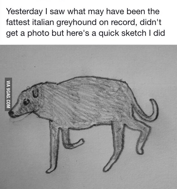 The fattest Italian greyhound - 9GAG