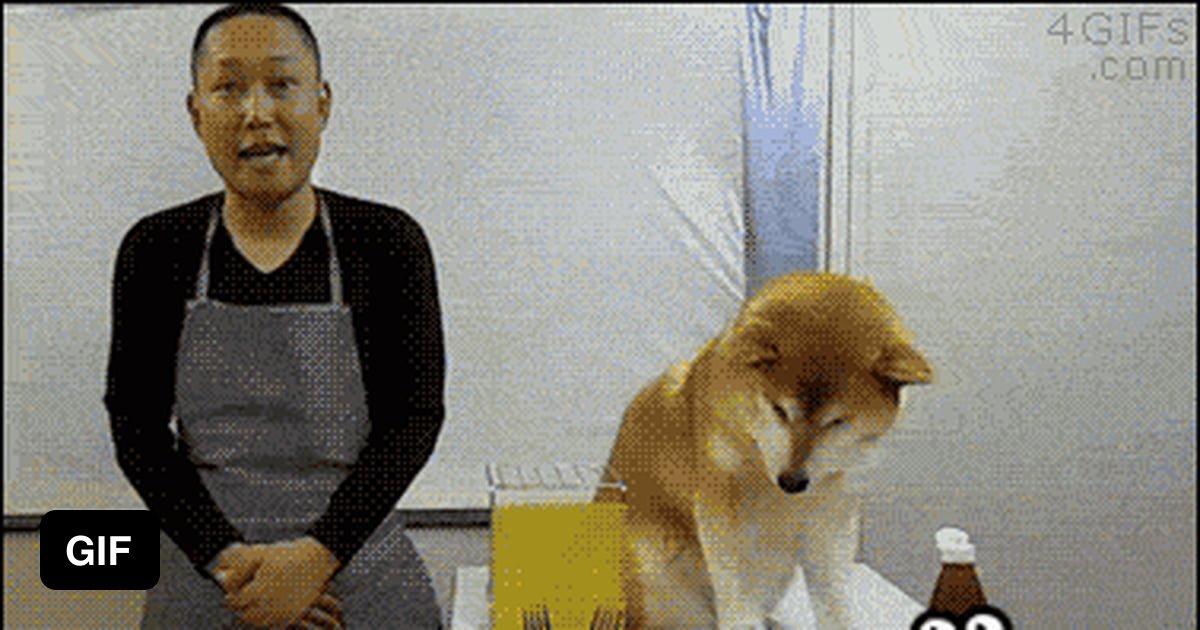 Doge makes such mess - 9GAG