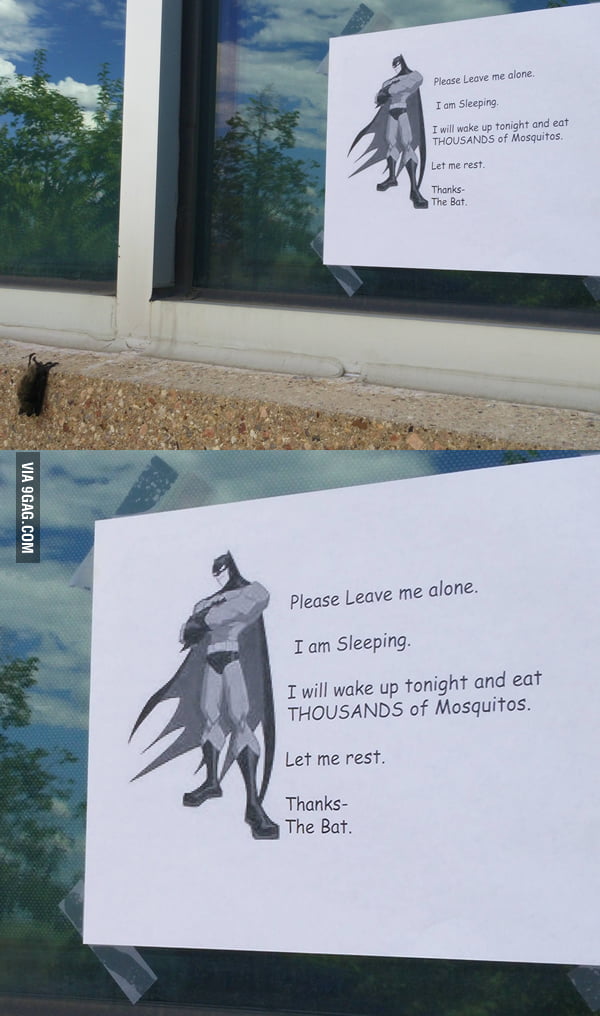 The new bat outside the office door - 9GAG
