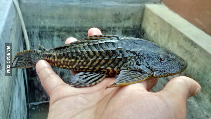 Pterygoplichthys pardalis...do any of my fellow aquarium hobbyists ...