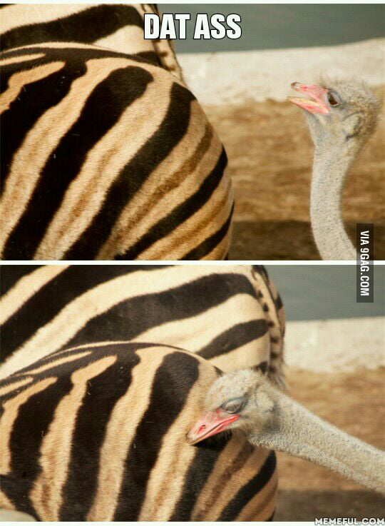 DAT ASS - 9GAG