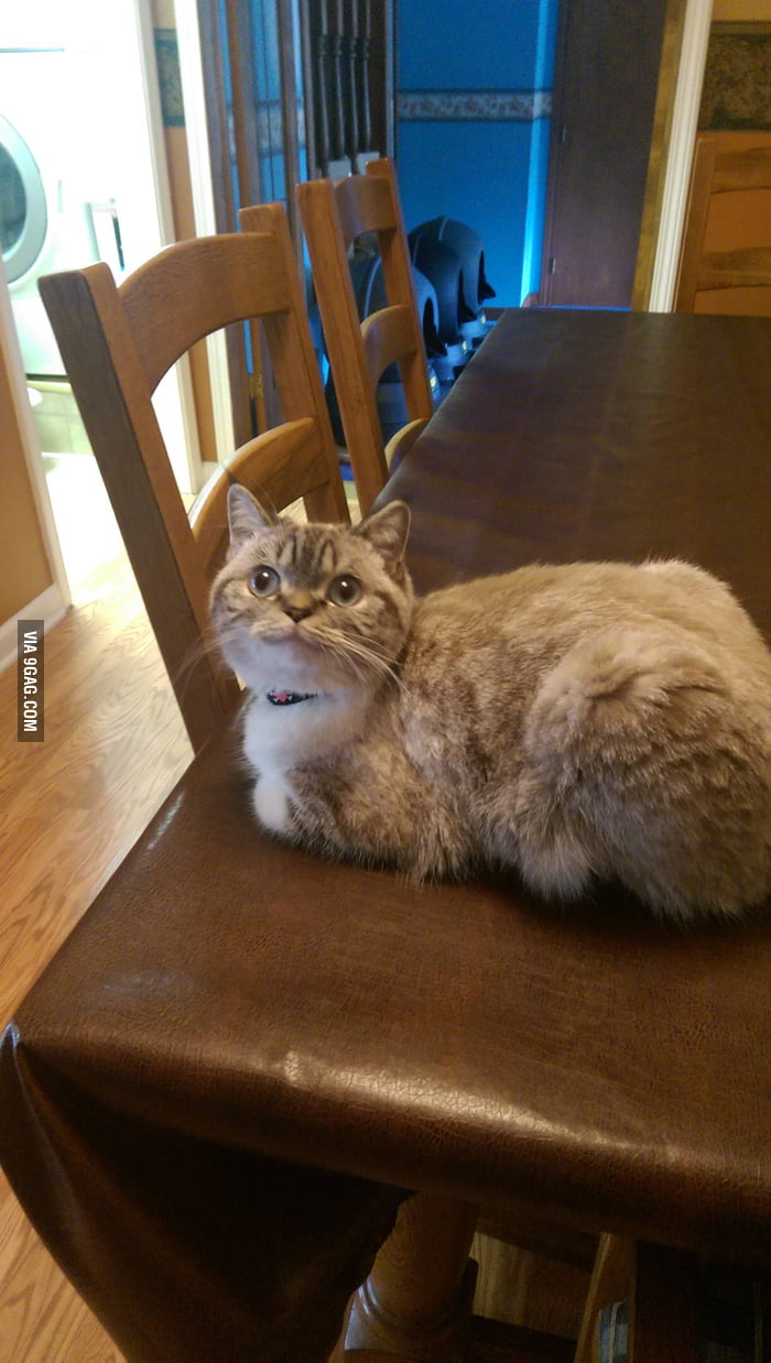 I think this cat is plotting my murder. - 9GAG