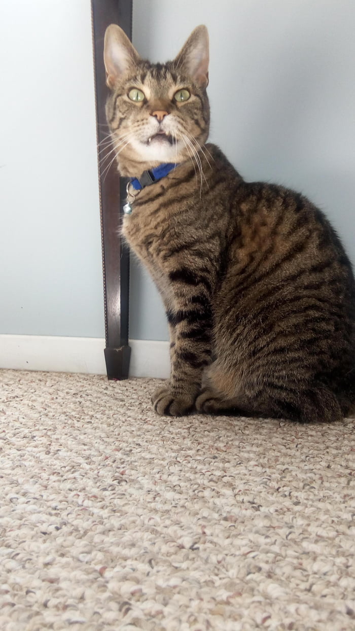 My geezer cat who only has 2 teeth (he always has this face, but he's a ...