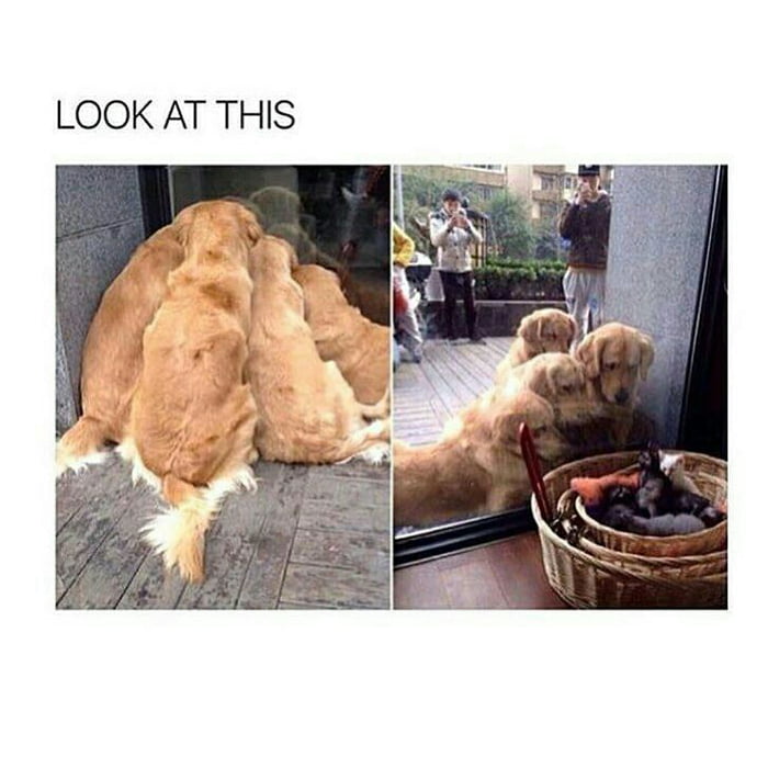 I want someone to look at me like this - 9GAG