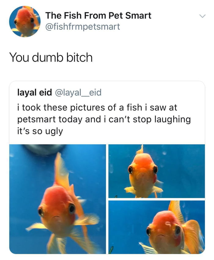 Poor fish - 9GAG
