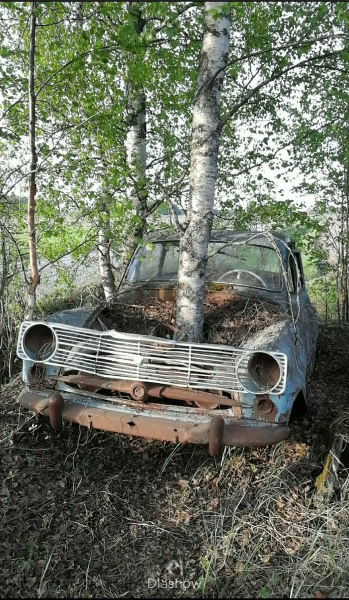 Tree grew inside a car - 9GAG