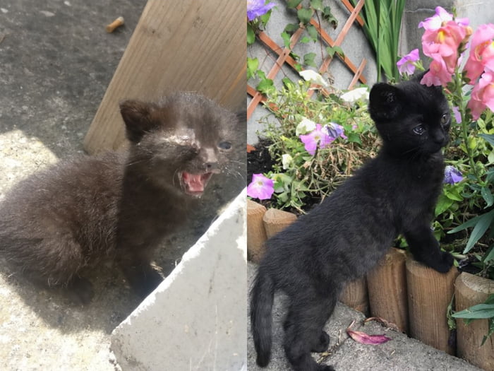 This lady turned up outside my mates gaff about 6 weeks ago with a ...