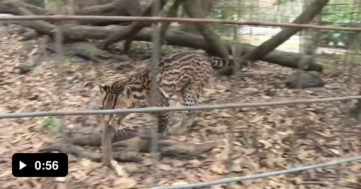 In case you were wondering: This is what an Ocelot sounds like. - 9GAG