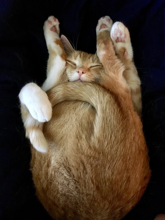 He folded himself in half and fell asleep. - 9GAG