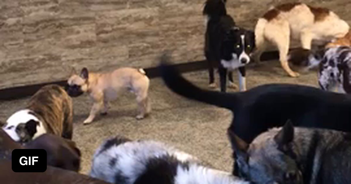 Guess which socially awkward dog is mine at doggy day care... - 9GAG