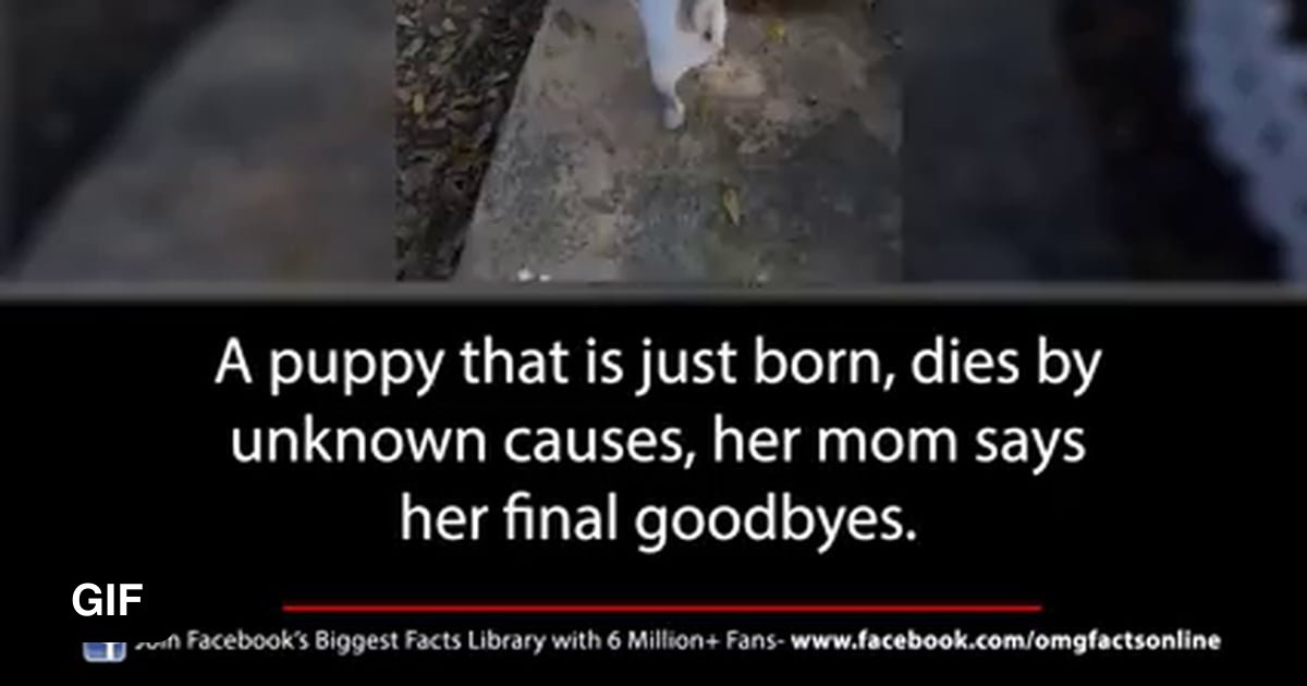 Damm you 9gag. Made me dog lover. Sob* - 9GAG