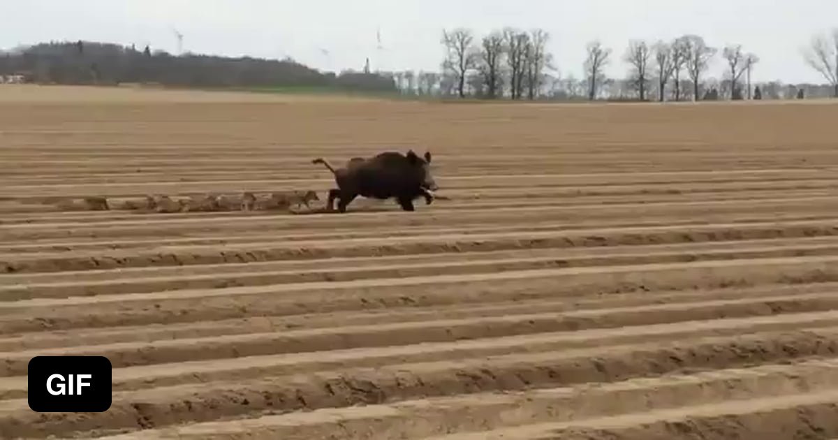 Huge family of Wild Boar running through an open field in Poland - 9GAG