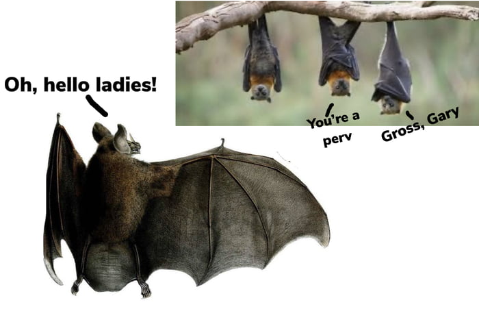 Bats are creepy - 9GAG