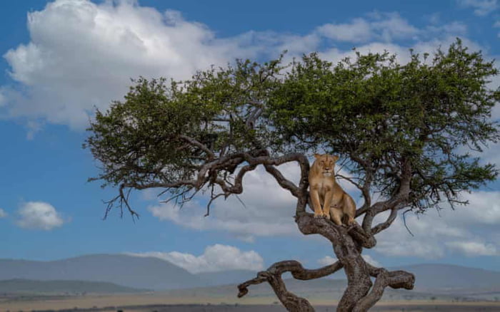 Masai Mara, Kenya. A lioness surveys the landscape of the Masai Mara in ...