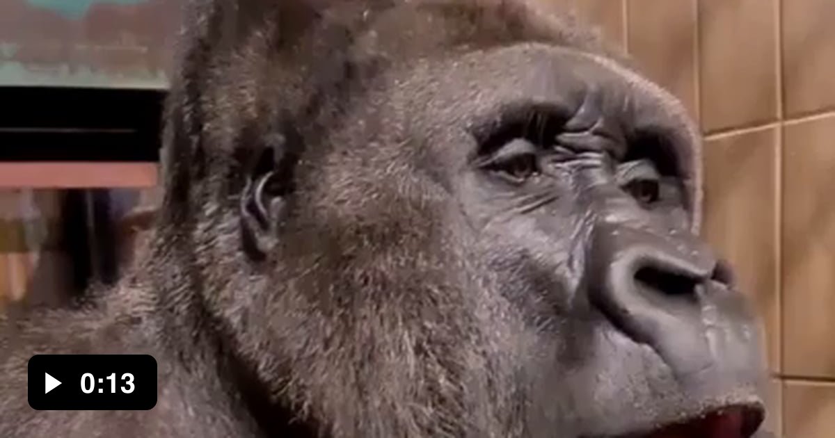 Gorillas make vocalisations to express satisfation when they enjoy ...