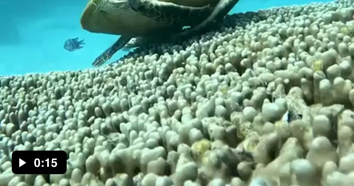 Sea Turtle taking a break on the Coral - 9GAG