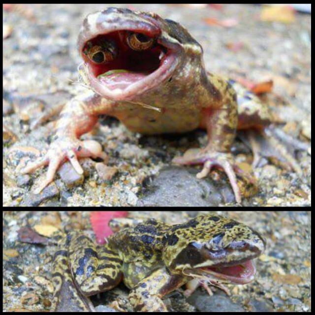 Frog had its eyes grow back into its skull as a result of macro ...